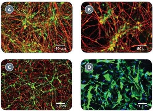 STEMdiff Midbrain Neuron Differentiation Kit | 製品情報 | ベリタス